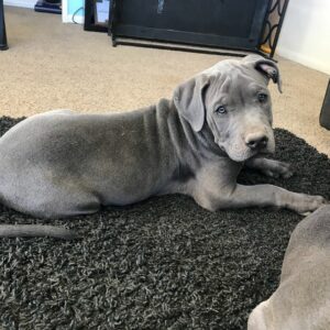 Blue Fawn Pitbull - Is This The Most Beautiful Pitbull Color?