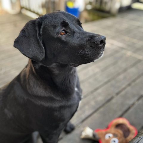 Cane Corso Lab Mix: A Hybrid Puppy That Will Sweep You Off Your Feet