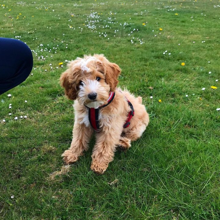 Cockapoo Training: Do It The Right Way