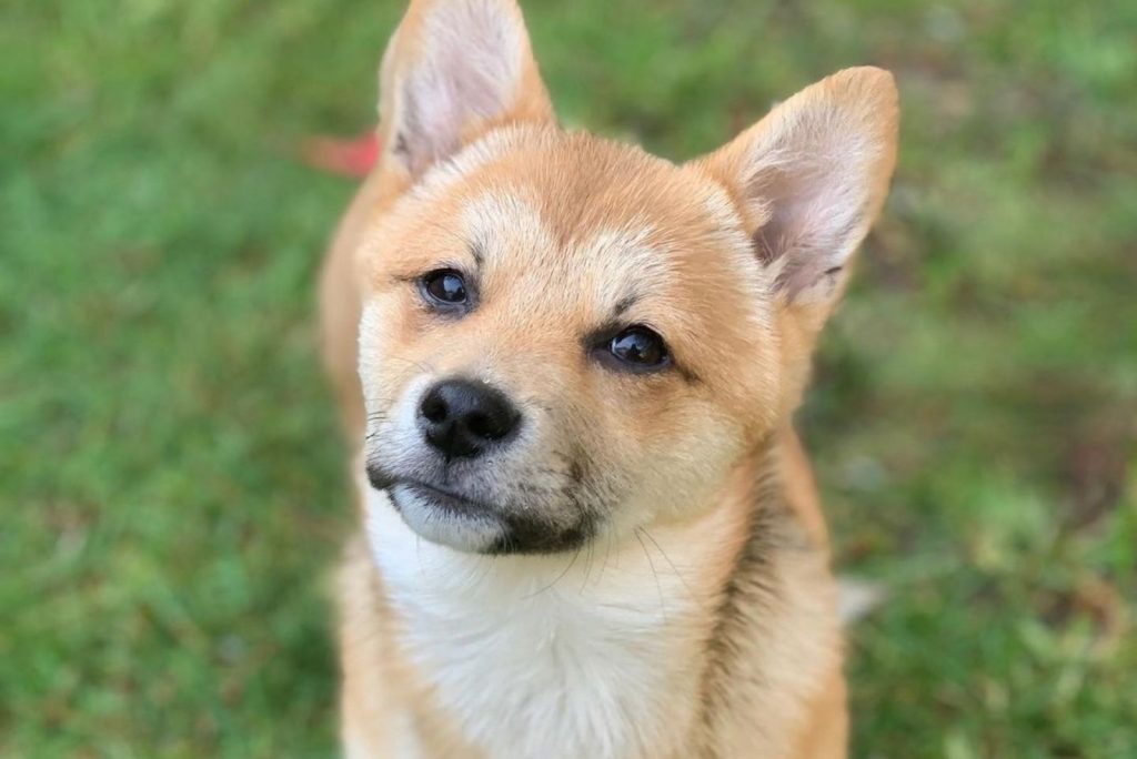 Shiba Corgi - All About This Adorable Mix