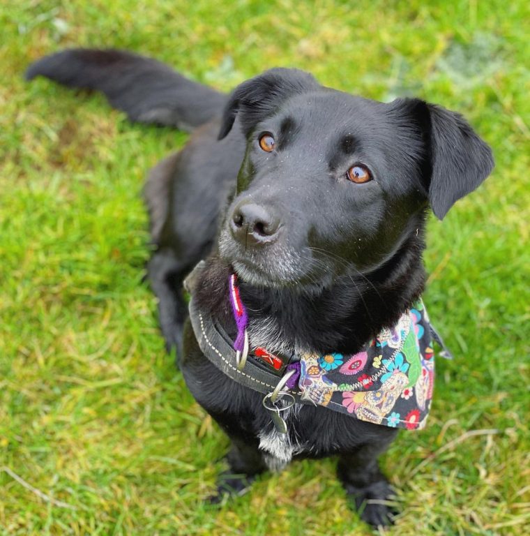 Corgi Lab Mix – The Most Loyal Crossbreed, Or A Bad Choice?