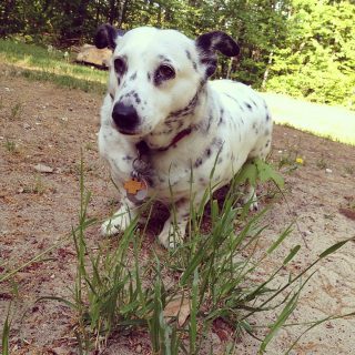 A Corgi Dalmatian Mix - Why You Should (Not) Get This Dog
