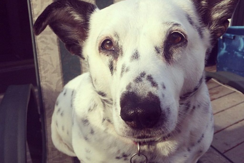 A Corgi Dalmatian Mix - Why You Should (Not) Get This Dog