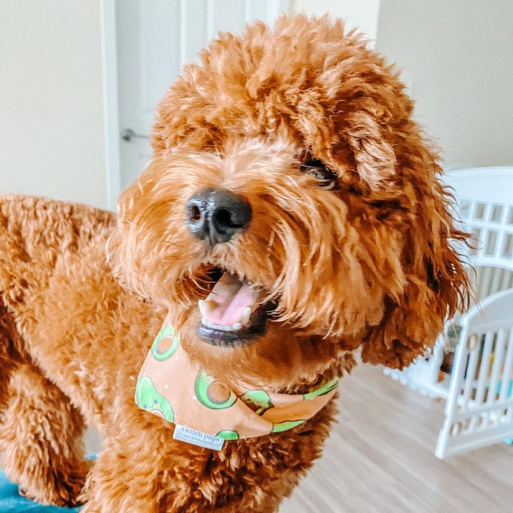 The F1 Goldendoodle: The Pioneer Among The Goldendoodles