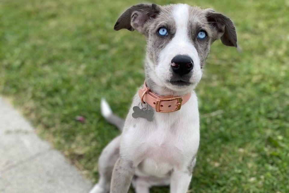 Great Dane Husky Mix: A Complete Guide To This Gentle Giant