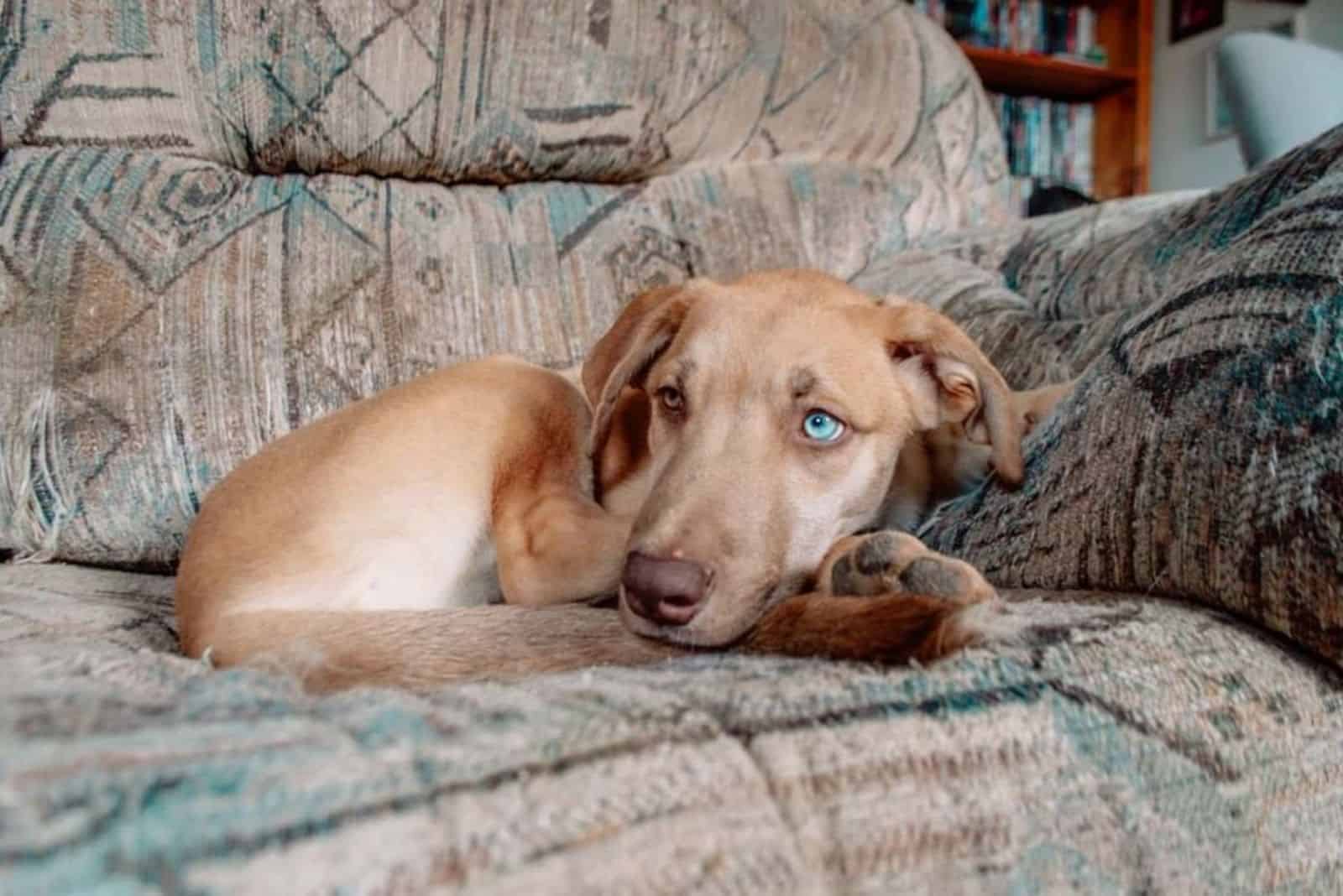 Great Dane Husky Mix: A Complete Guide To This Gentle Giant