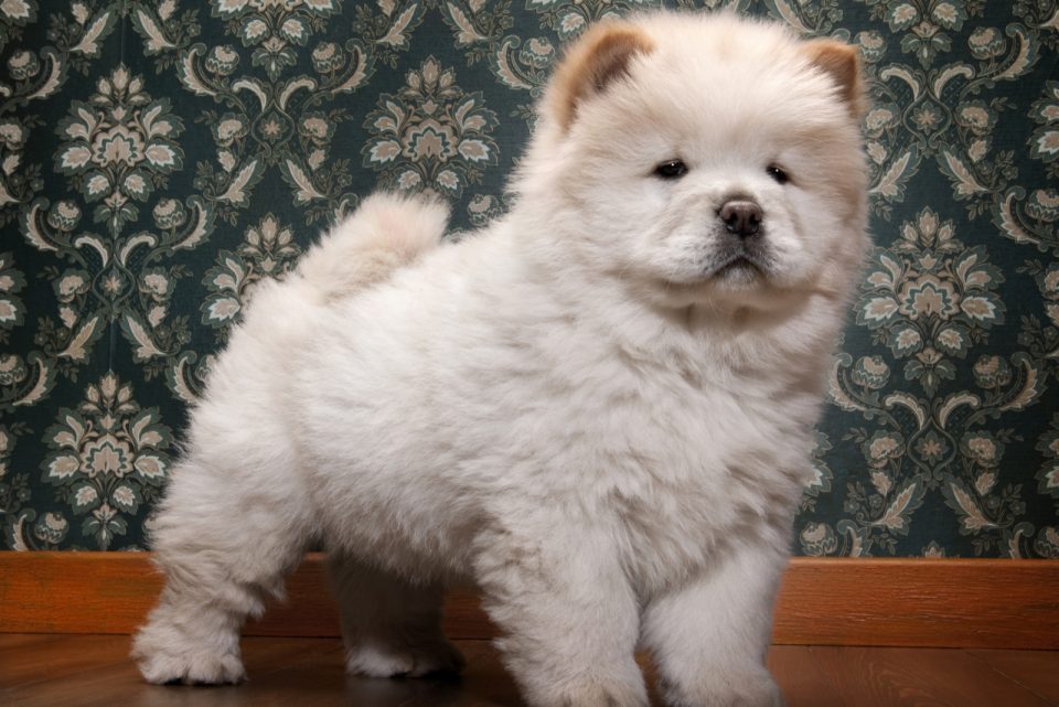 Chow Chow Colors: A Complete Guide For Chow Chow Lovers