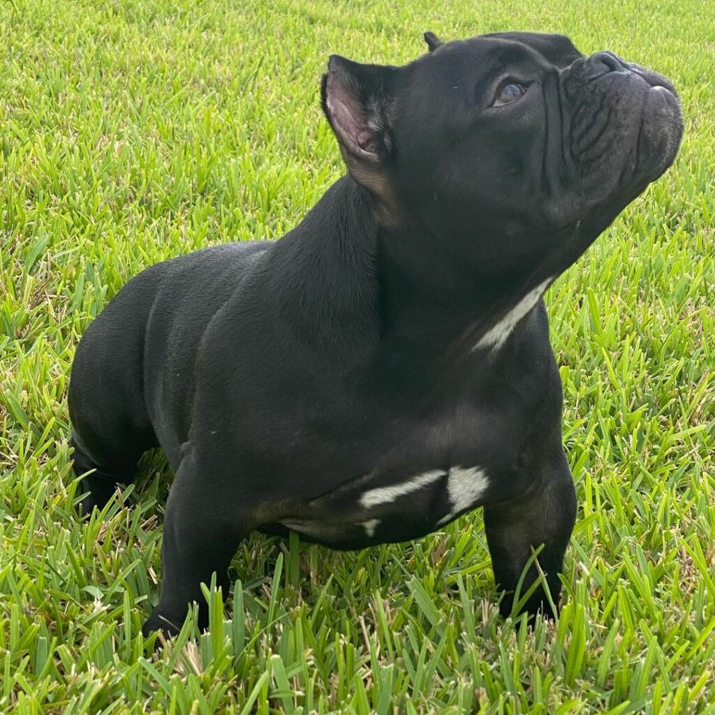 Exotic Bully: What You Need To Know Before Buying Your Pup