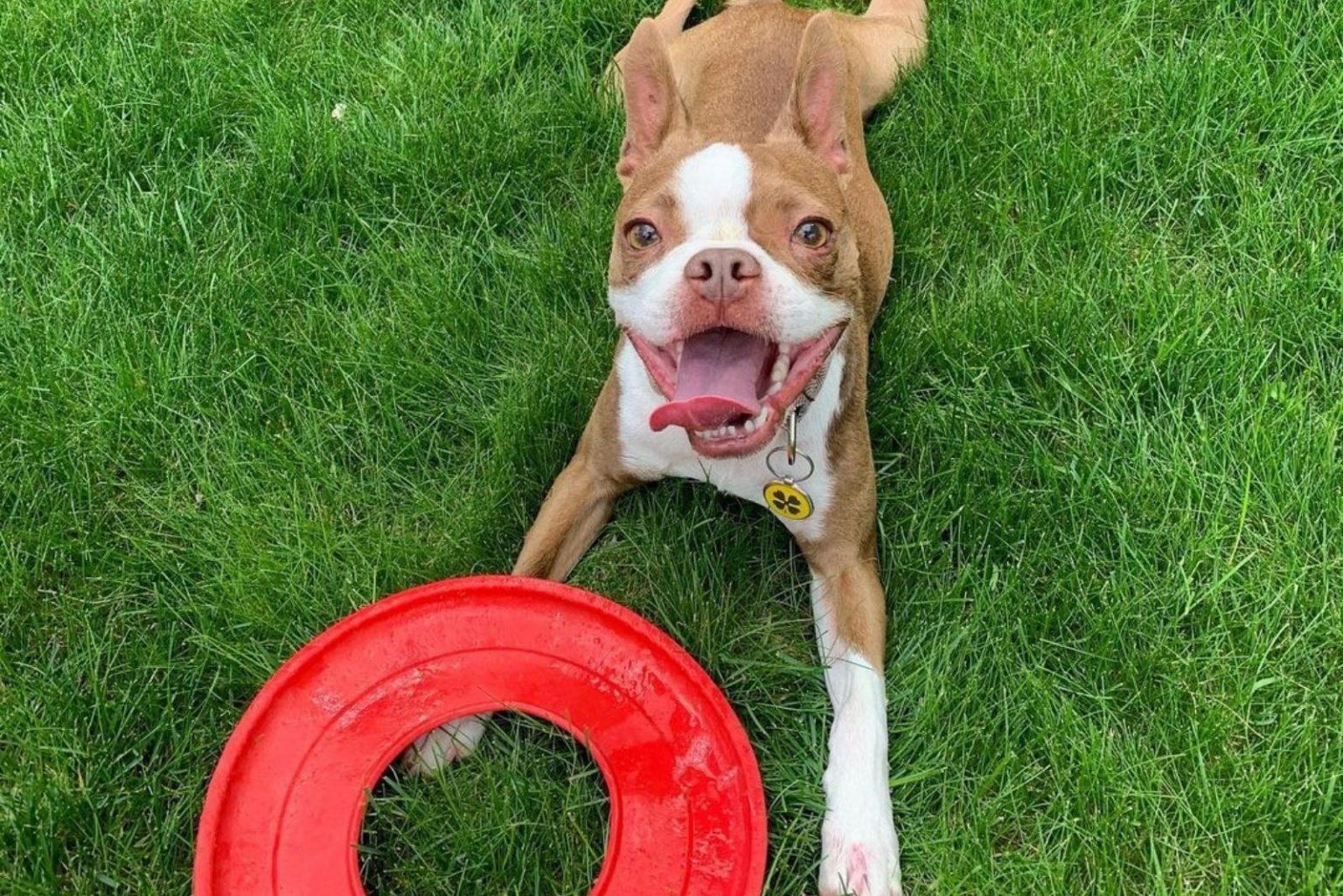 The Red Boston Terrier - An Ultimate Guide About This Dog