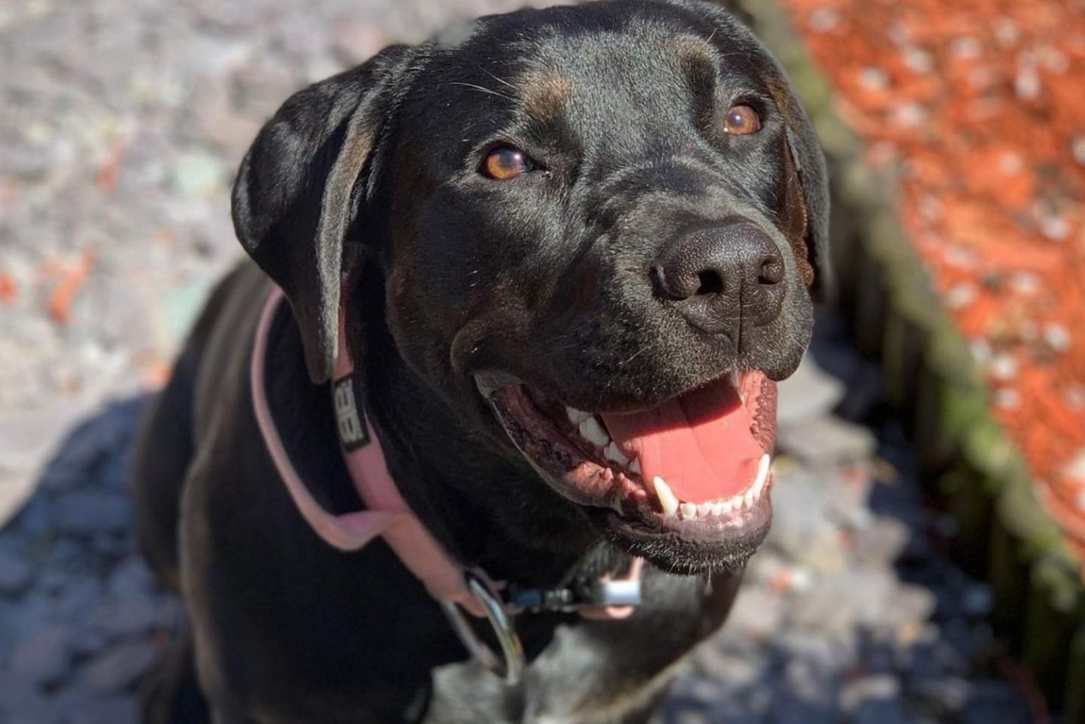 Cane Corso Rottweiler Mix: A Tough Hybrid With A Soft Heart