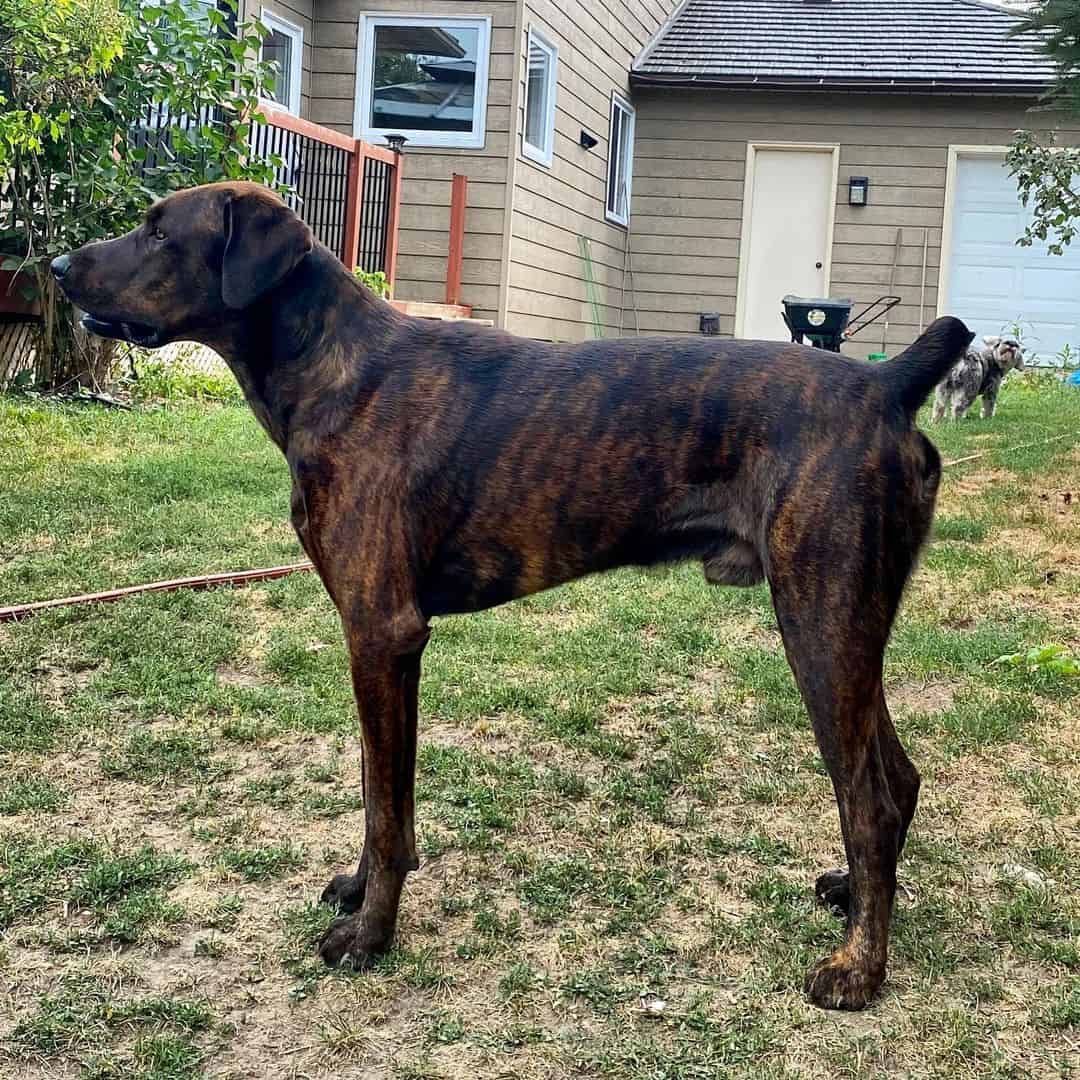 Cane Corso Doberman Mix: A Rare Hybrid That's Yet To Be Discovered
