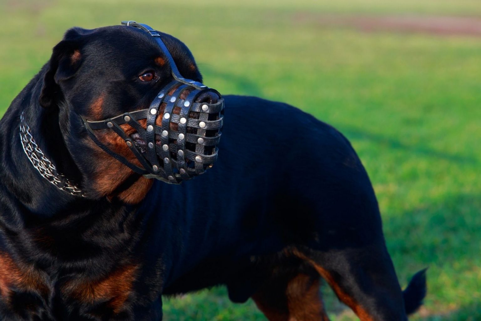 Are Rottweilers Dangerous? The Surprising Truth About Rotties