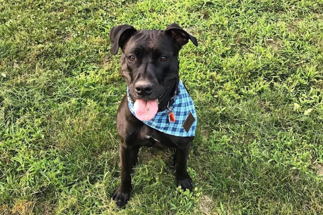 Cane Corso Lab Mix: This Hybrid Will Sweep You Off Your Feet
