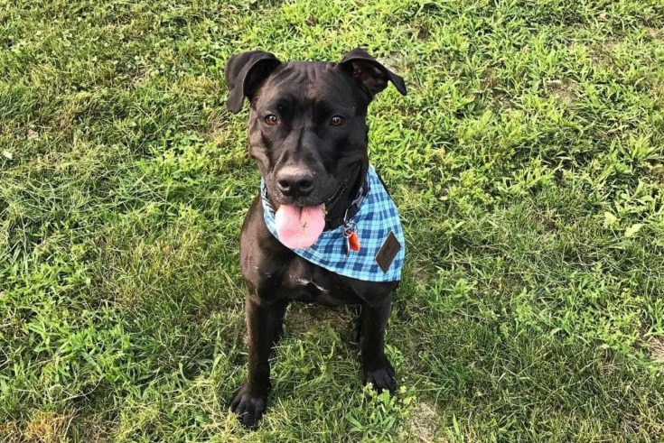 Cane Corso Lab Mix: This Hybrid Will Sweep You Off Your Feet