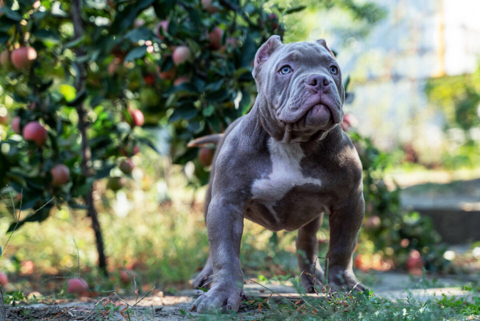 Exotic Bully: What You Need To Know Before Buying Your Pup
