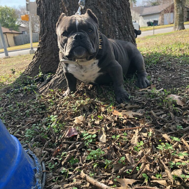 Exotic Bully: What You Need To Know Before Buying Your Pup