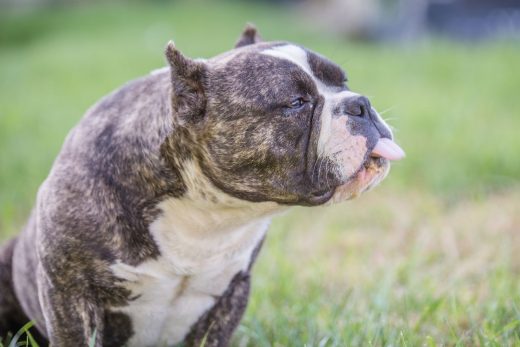 Exotic Bully And Clean Exotic Bully: What Are They Exactly?