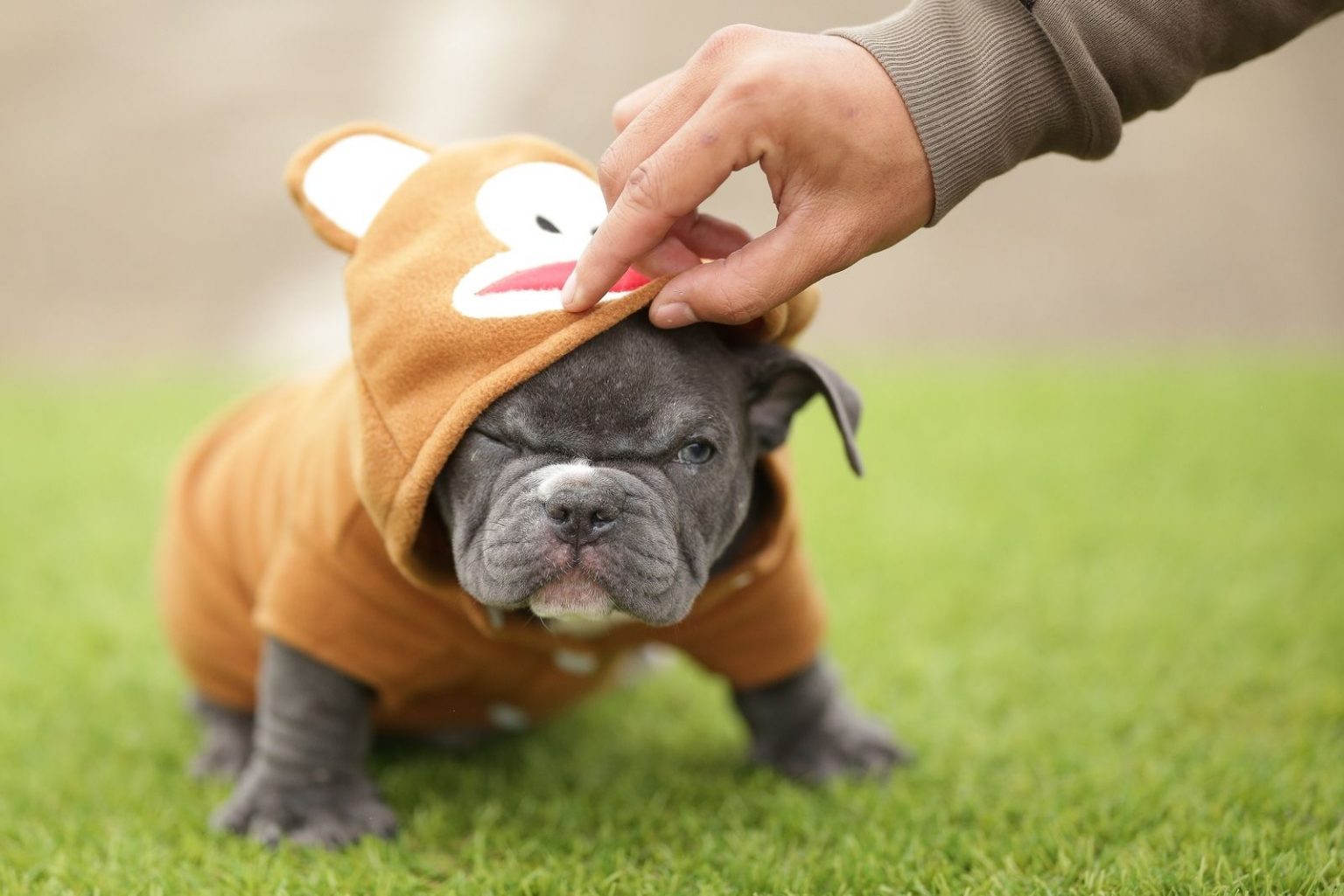 Exotic Bully And Clean Exotic Bully: What Are They Exactly?