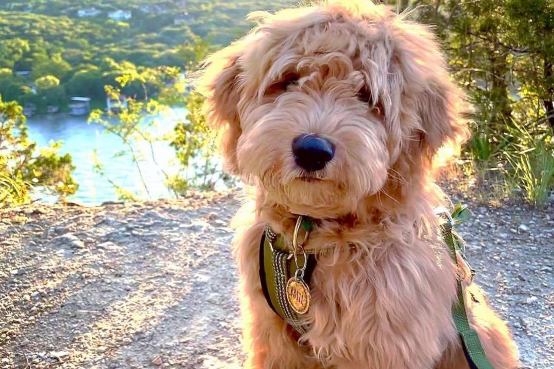 The F1 Goldendoodle: The Pioneer Among The Goldendoodles