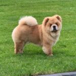 8 Unique Chow Chow Colors: A Guide To Rare Patterns