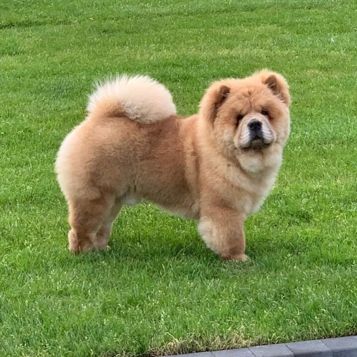 8 Unique Chow Chow Colors: A Guide To Rare Patterns