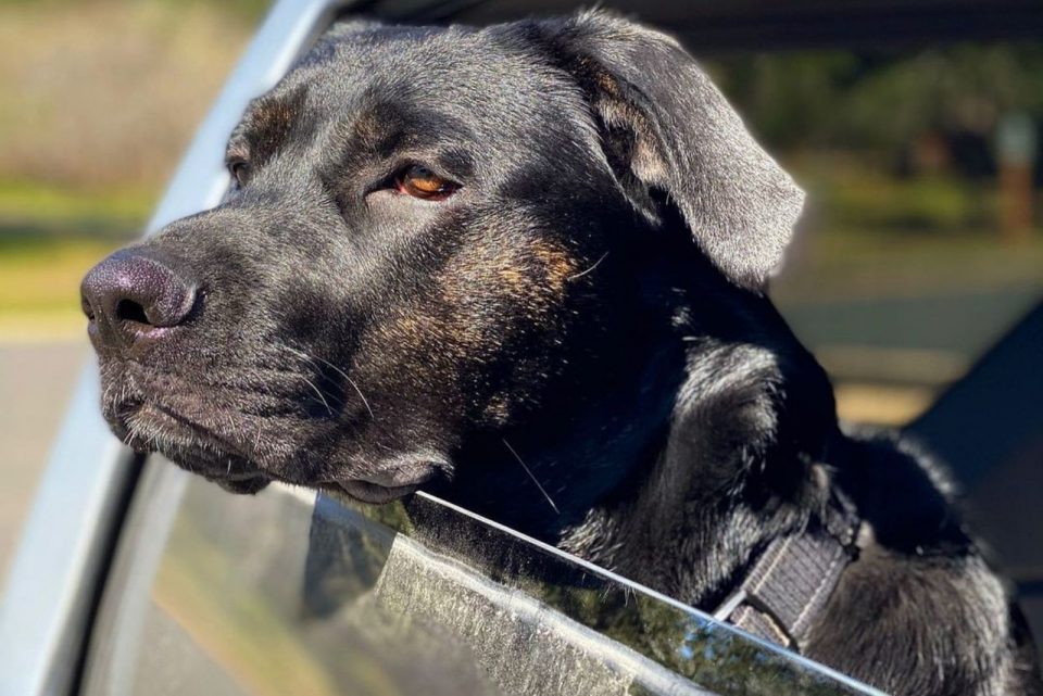 Cane Corso German Shepherd Mix: A Hybrid That Will Fascinate You