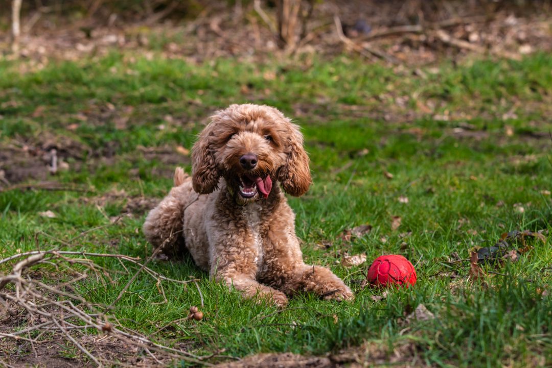 Cockapoo Training: Do It The Right Way