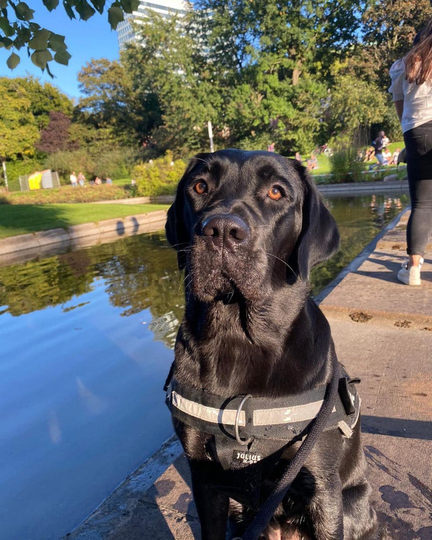 18 Cane Corso Mixes You Need To Check Out Today