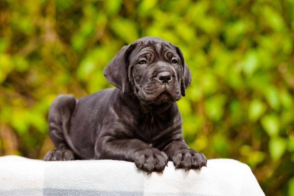 Cane Corso Great Dane Mix – A Gentle Giant Or A Danger?