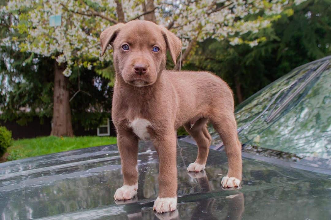 Great Dane Husky Mix: A Complete Guide To This Gentle Giant