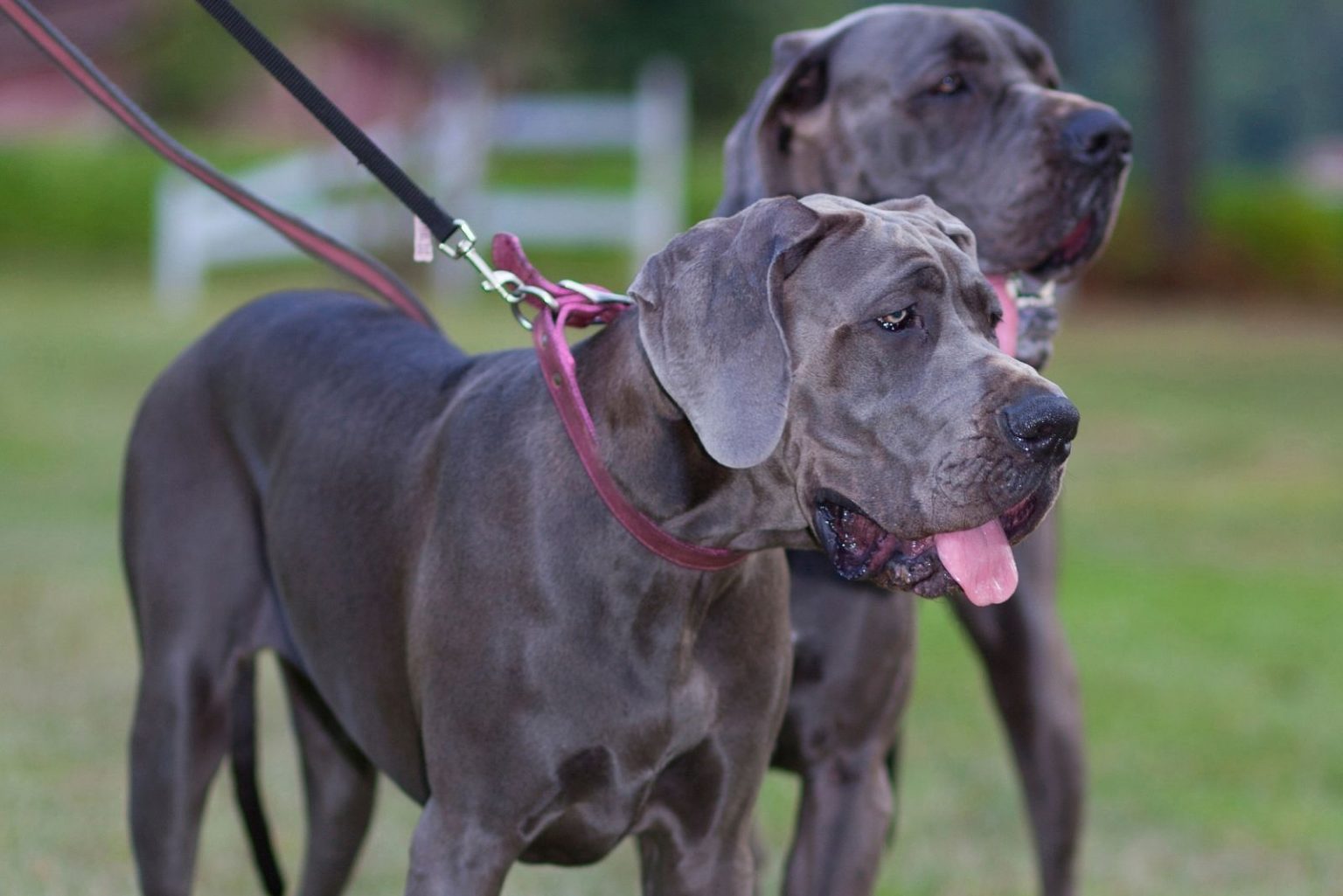 Blue Great Dane: Do These Gentle Giants Really Come In Blue?