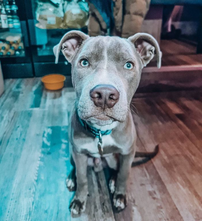 Blue Eyed Pitbull: You Won't Resist Those Baby Blues