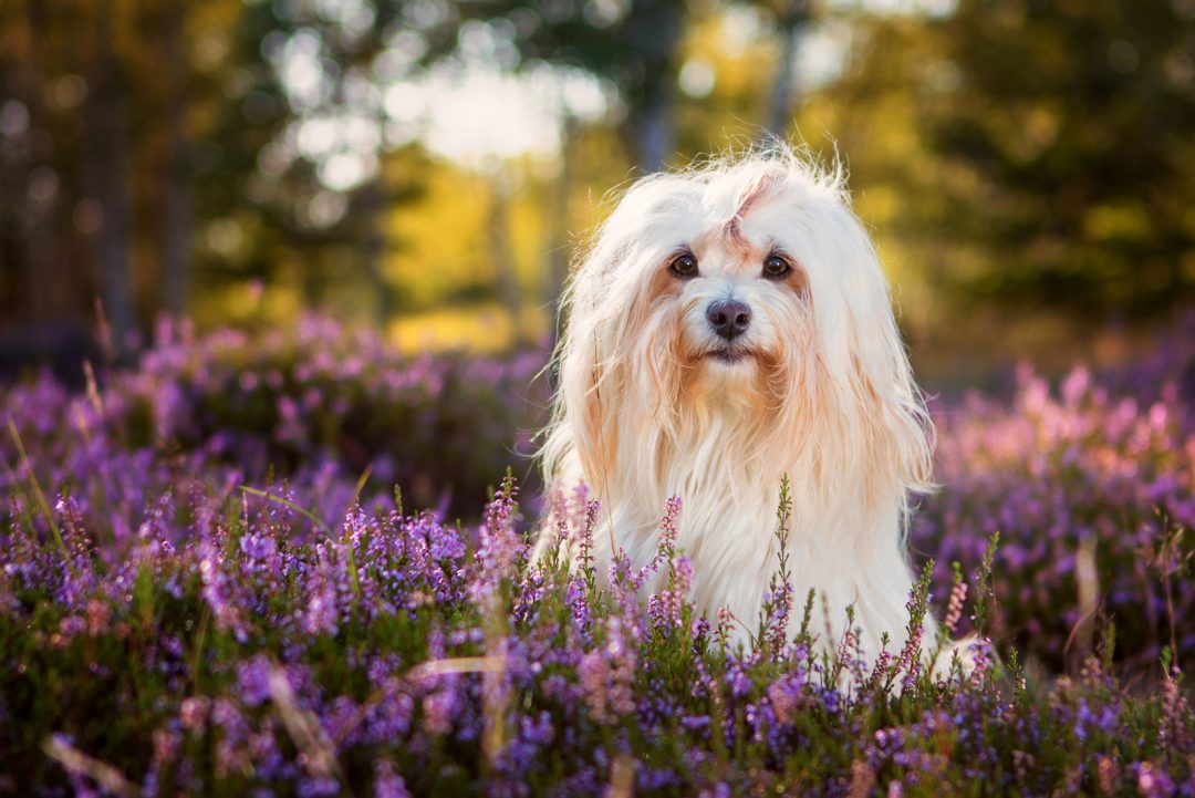 Havanese Lifespan: How Long Will You Have This Adorable Pup?