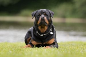 Are Rottweilers Dangerous? The Surprising Truth About Rotties