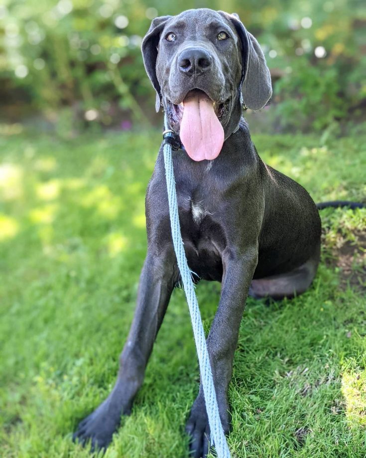 18 Cane Corso Mixes You Need To Check Out Today