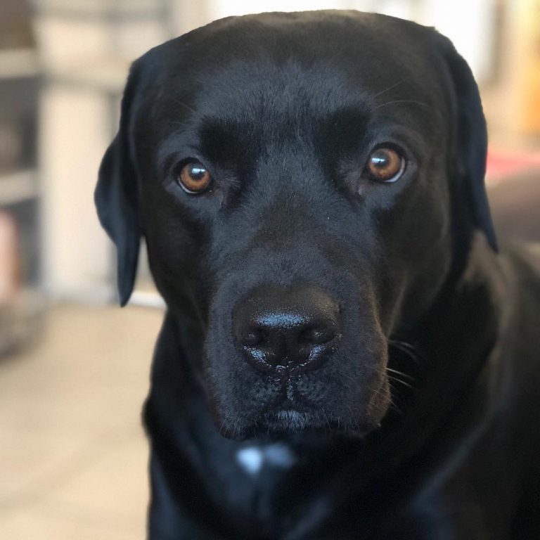 Cane Corso Lab Mix: This Hybrid Will Sweep You Off Your Feet