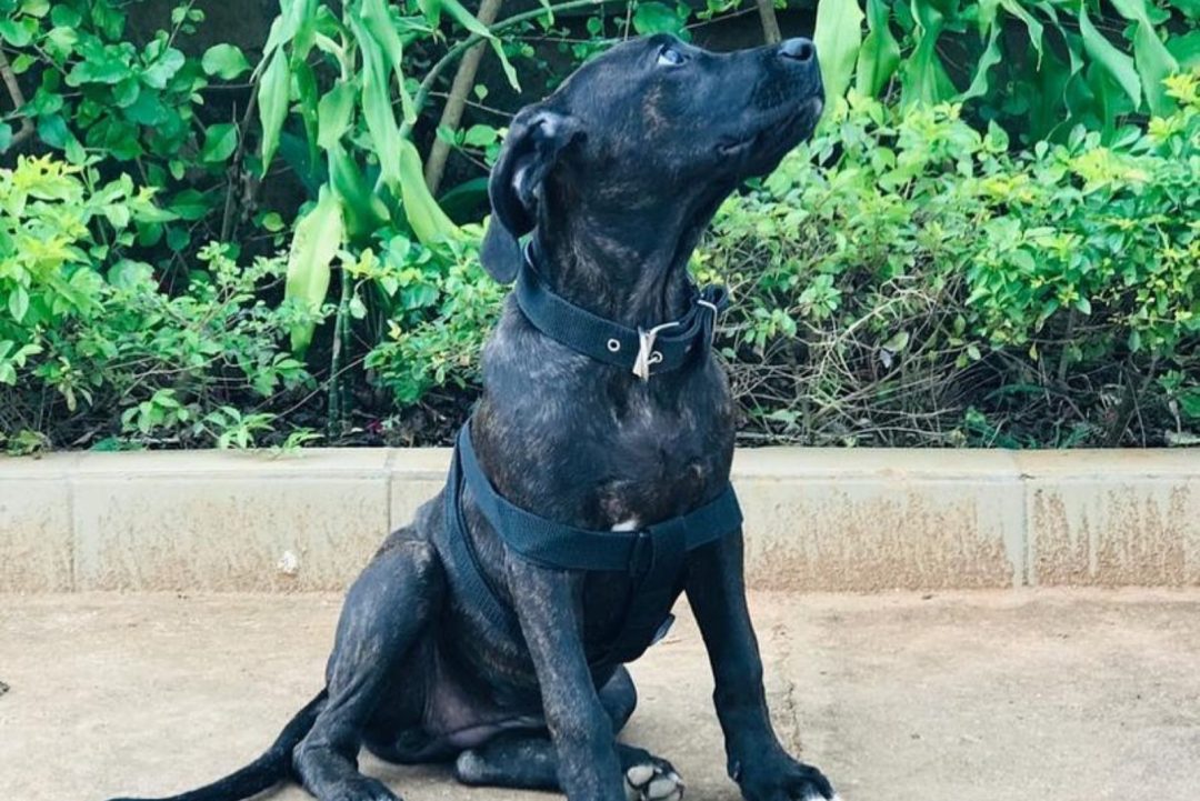 Cane Corso Lab Mix: This Hybrid Will Sweep You Off Your Feet