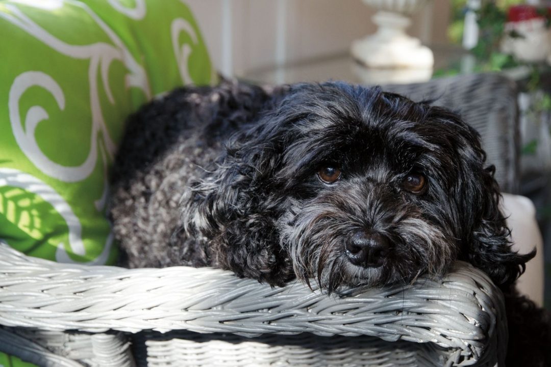 Blue Shih Tzu: Everything About These Rare Puppies