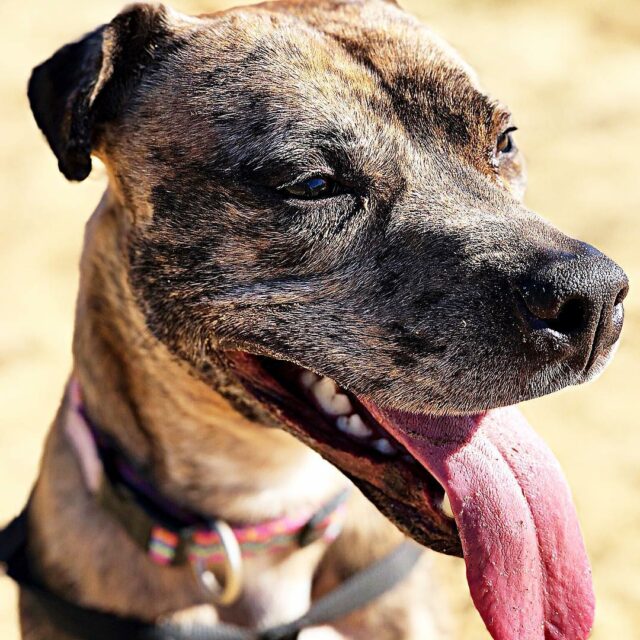 Blue Fawn Pitbull - Is This The Most Beautiful Pitbull Color?