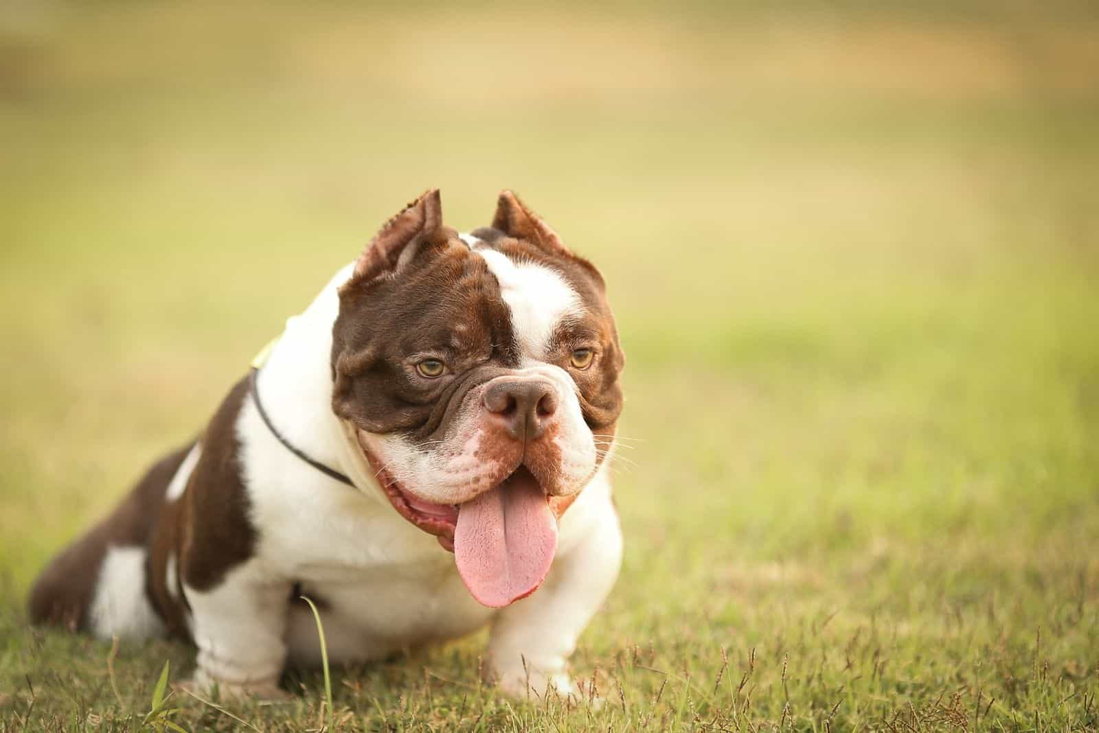 Exotic Bully And Clean Exotic Bully: What Are They Exactly?