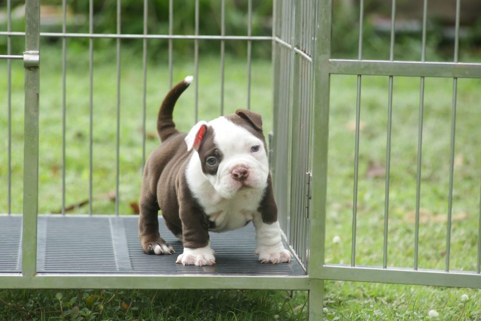 Exotic Bully And Clean Exotic Bully: What Are They Exactly?