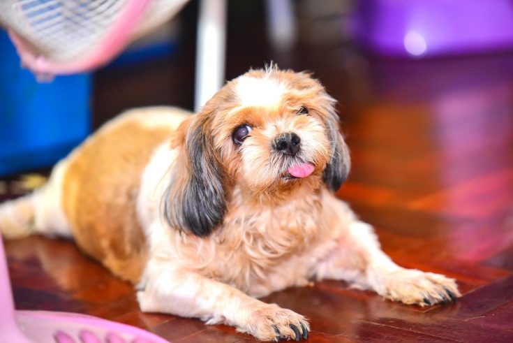 Shih Tzu Lifespan: How Long Do Shih Tzus Live On Average?