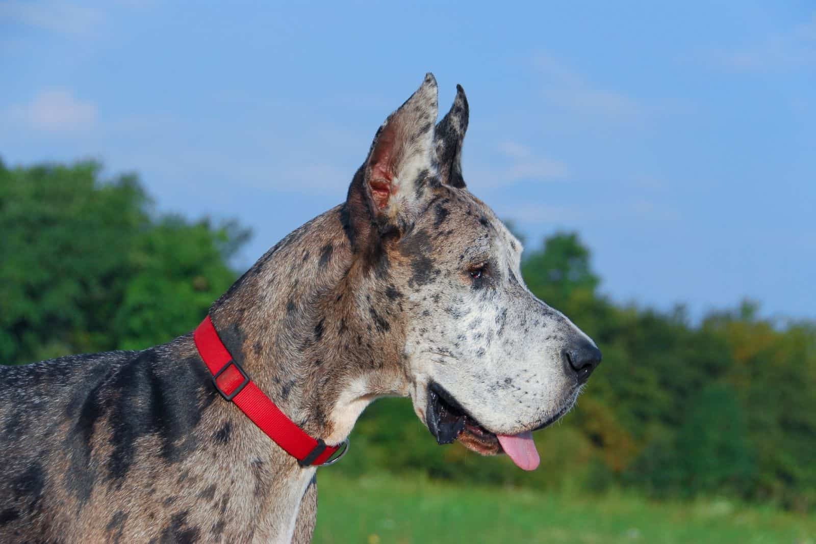 Blue Great Dane: Do These Gentle Giants Really Come In Blue?
