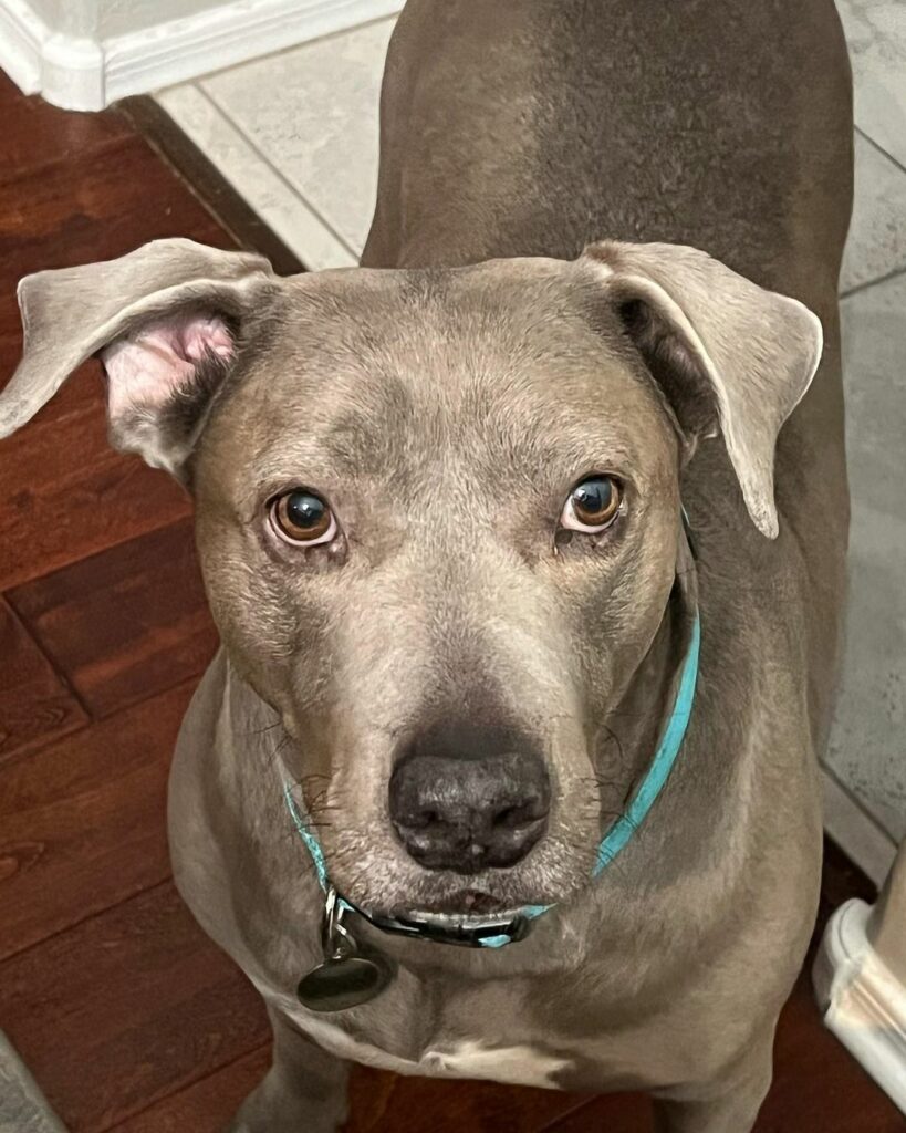 Weimaraner Pitbull Mix: Complete Crossbreed Guide