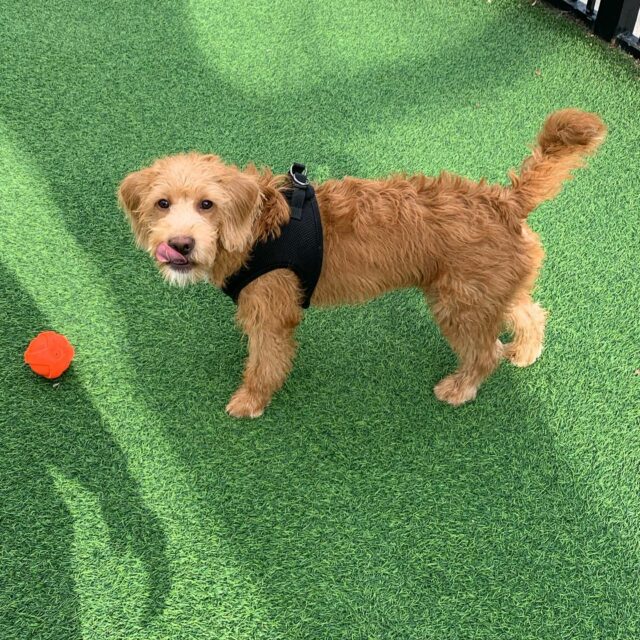 Beagle Poodle Mix: Both Loveable Breeds In One Package!