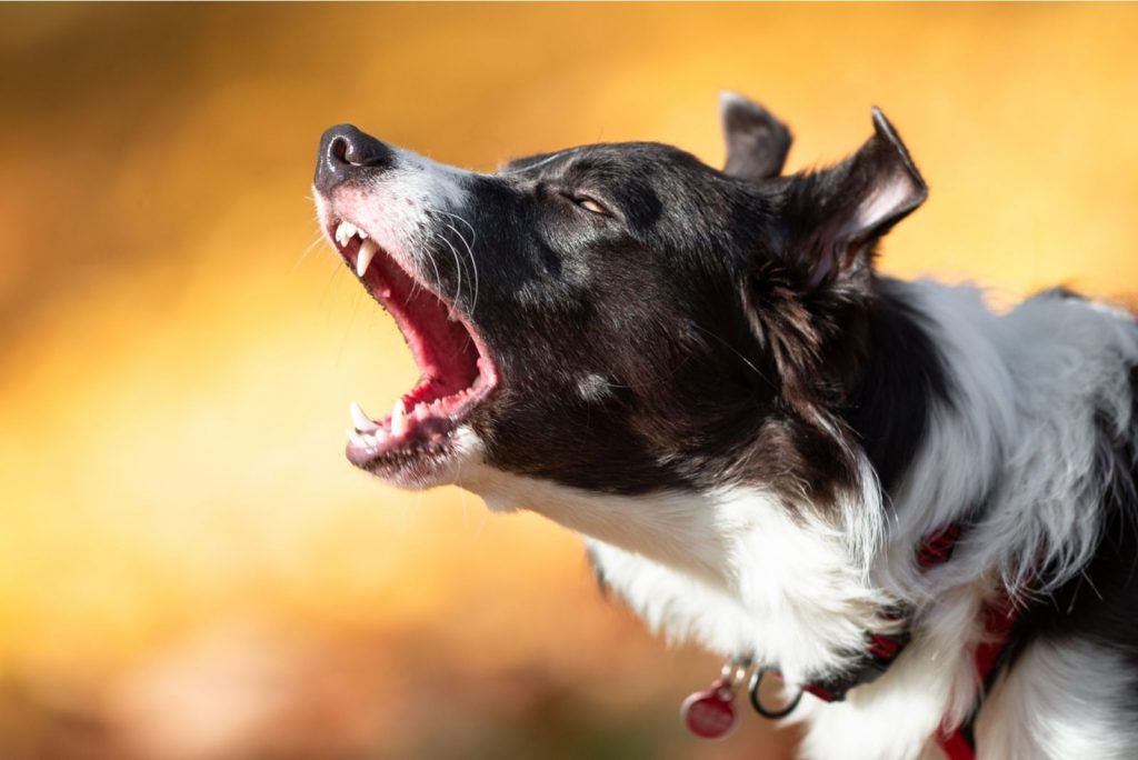 Are Border Collies Aggressive? How To Stop Their Aggression?
