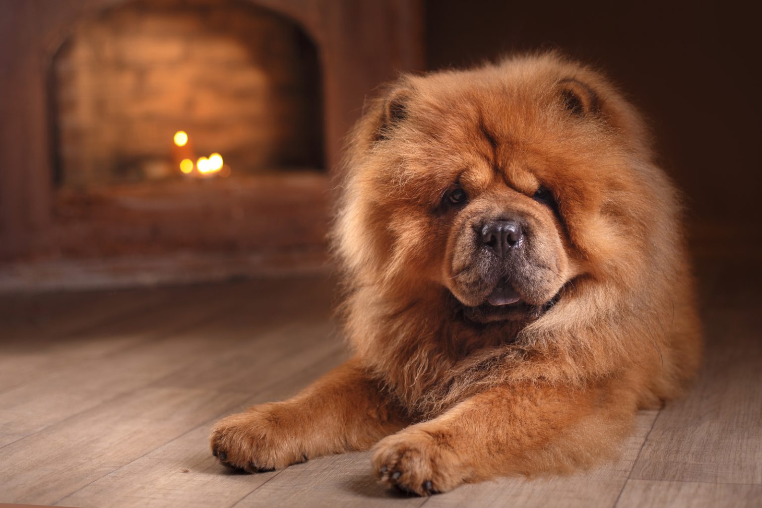 Chow Chow Colors: A Complete Guide For Chow Chow Lovers