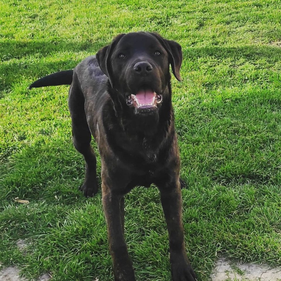 Cane Corso Rottweiler Mix: A Tough Hybrid With A Soft Heart