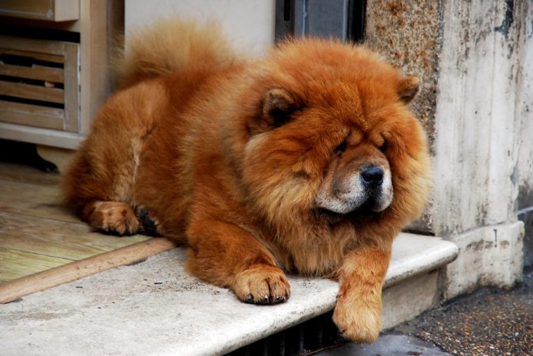 Chow Chow Colors: A Complete Guide For Chow Chow Lovers