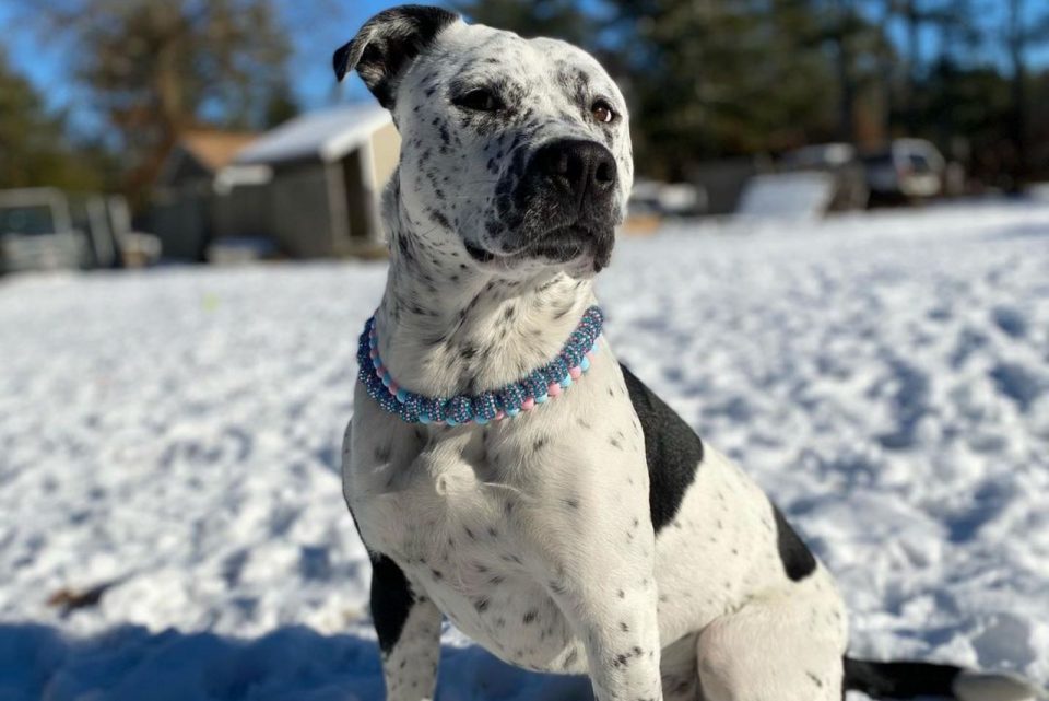 Black And White Pitbull: A Sweet Dog That Breaks Stereotypes